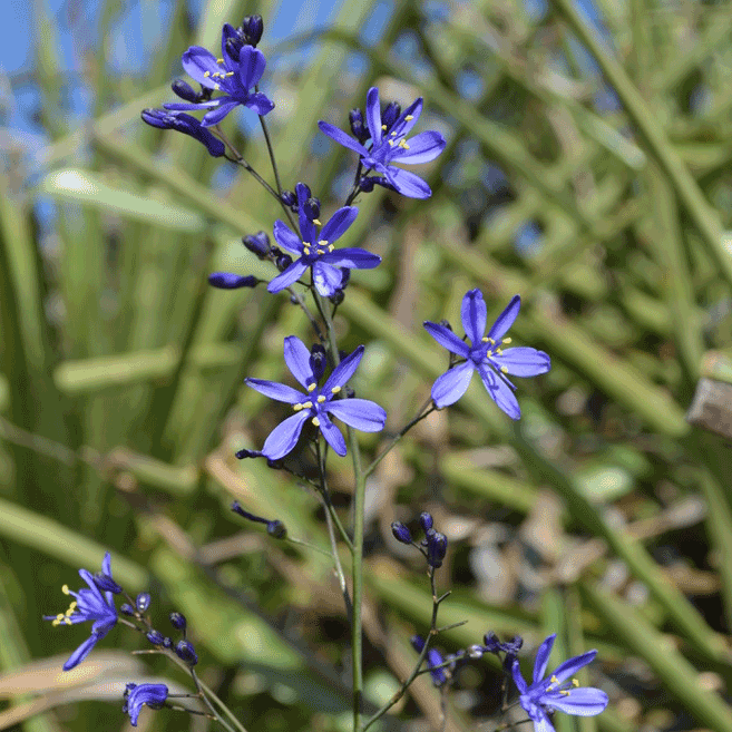 Set de platos L azulillo - La Otra Romi